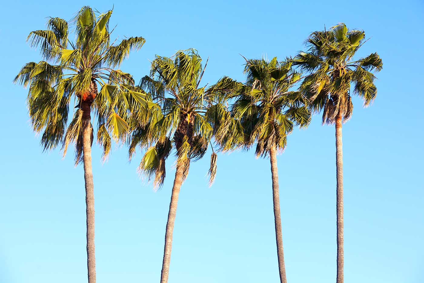 The Importance Of Palm Tree Pruning - G14Clubs